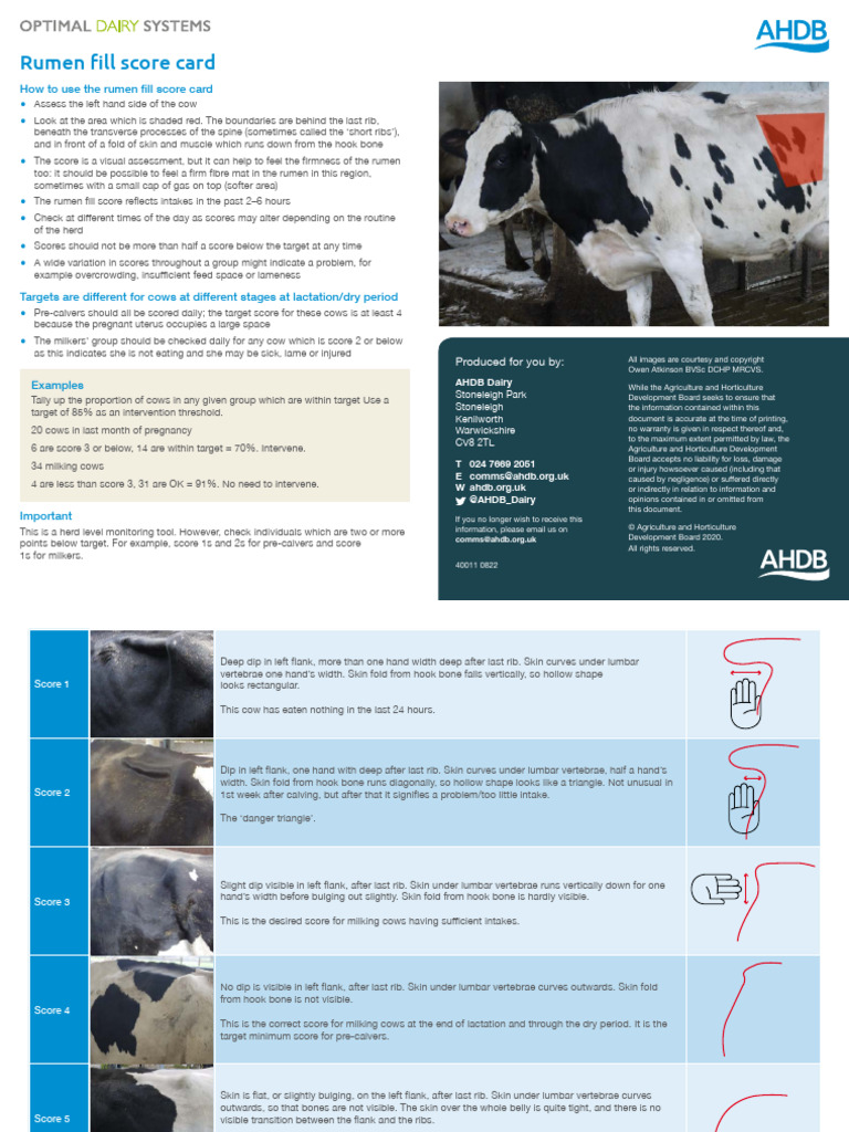 RumenScorecard2881 200702 WEB | PDF | Cattle | Vertebra