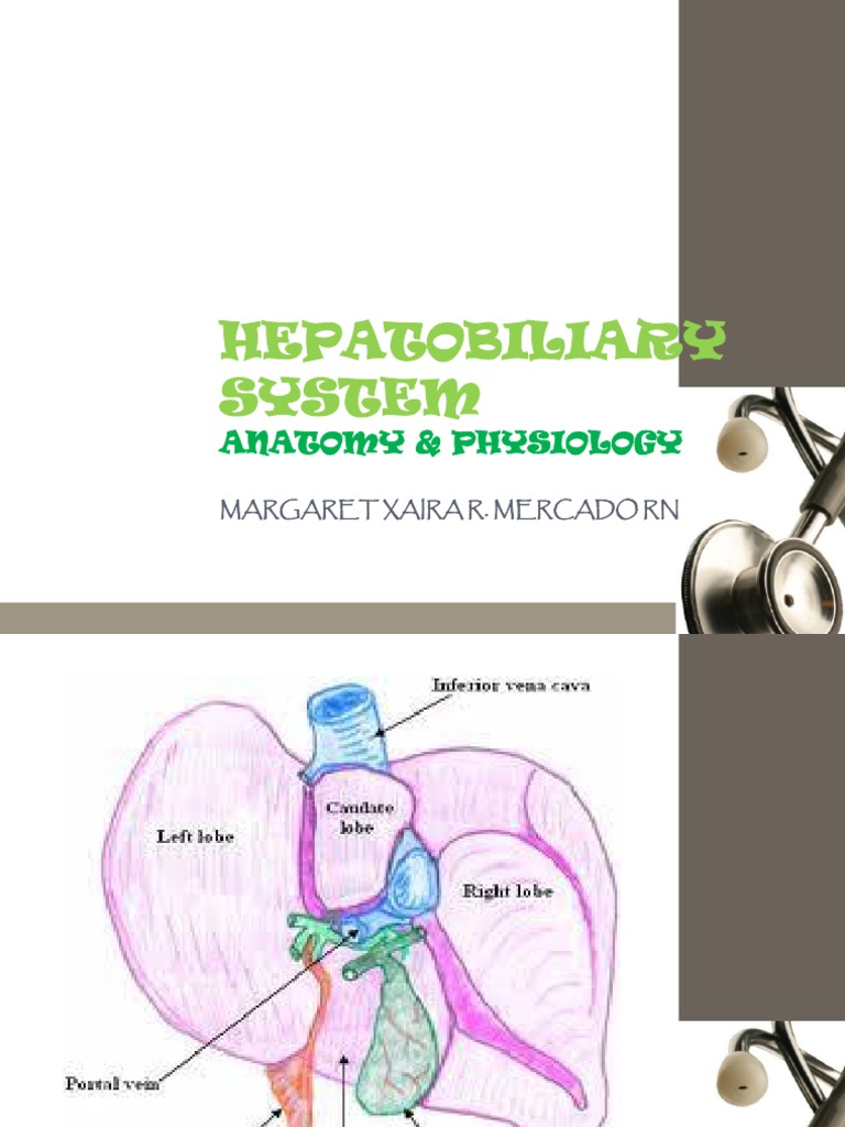 Hepatobiliary System Anatomy & Physiology | PDF | Liver | Bile