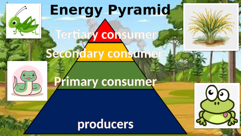 Activity -Energy Pyramid | PDF