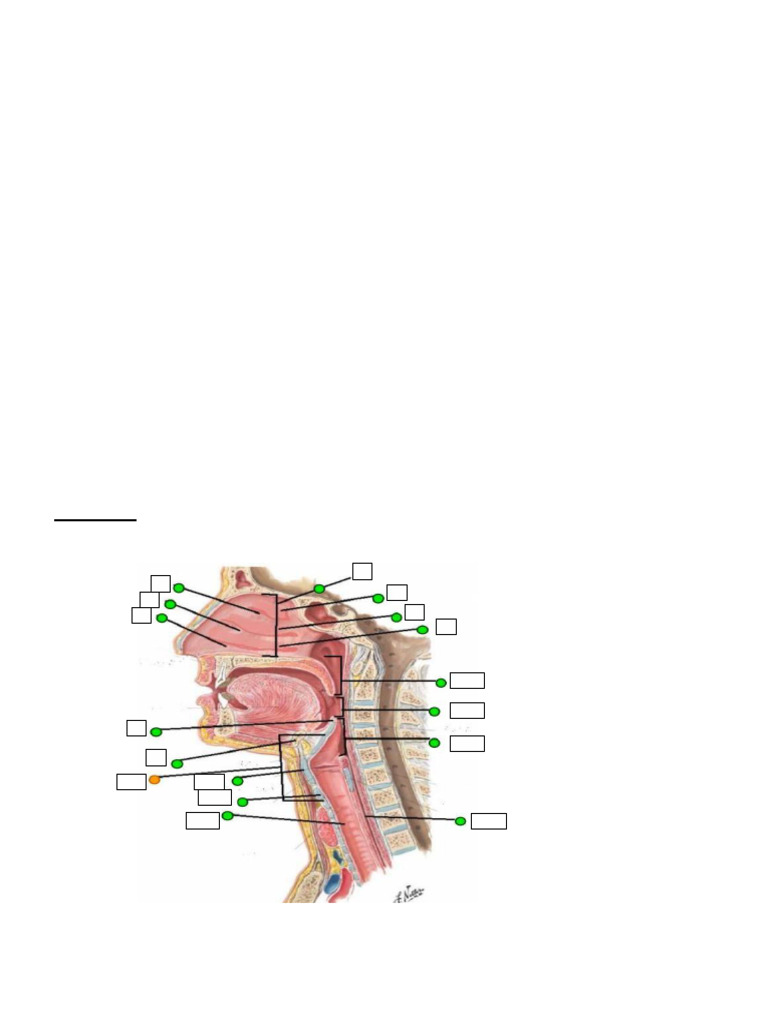 Respiratory System Lab Activity Guide | PDF | Respiratory Tract | Lung