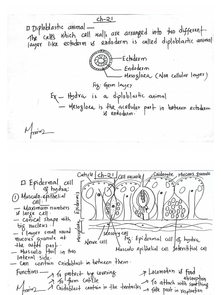 Bio 2 Ch 2.1[Hydra Epidermal Cells] | PDF