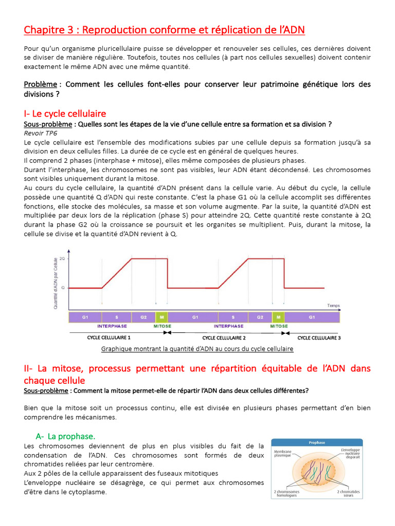 Chapitre 3: Reproduction Conforme Et Réplication de l'ADN: I Le Cycle Cellulaire | PDF | Mitose ...