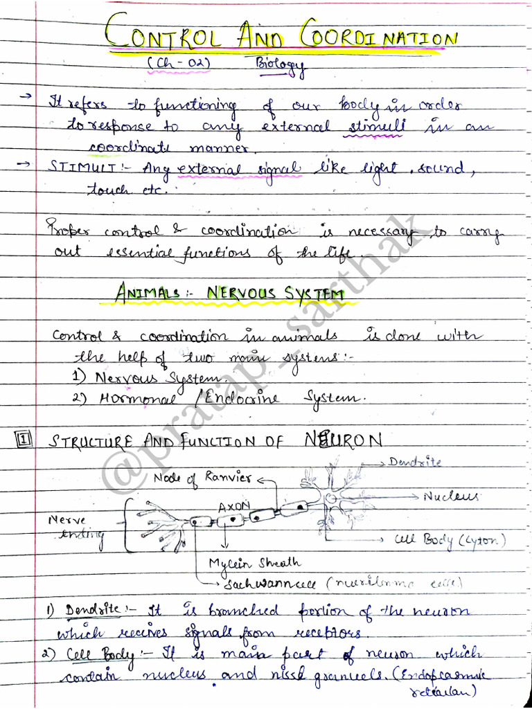 Control and Coordination | PDF