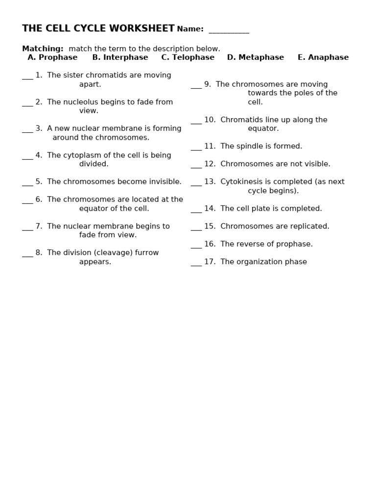 Cell Division Work Sheet | PDF | Mitosis | Chromosome