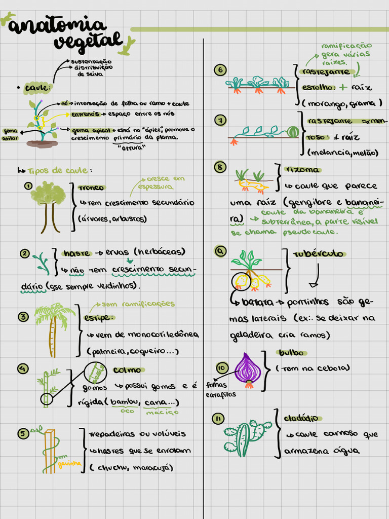 Anatomia Vegetal | PDF