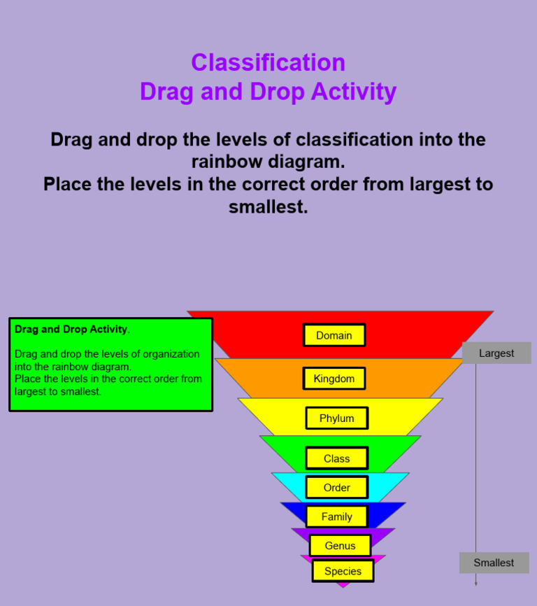 Classification Drag and Drop Activity | PDF