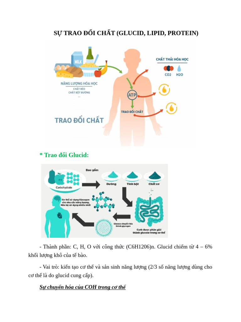 SỰ TRAO ĐỔI CHẤT (glucid, lipid, protein) | PDF