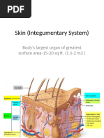 3-D Skin Model Project Guide | PDF | Skin | Anatomy