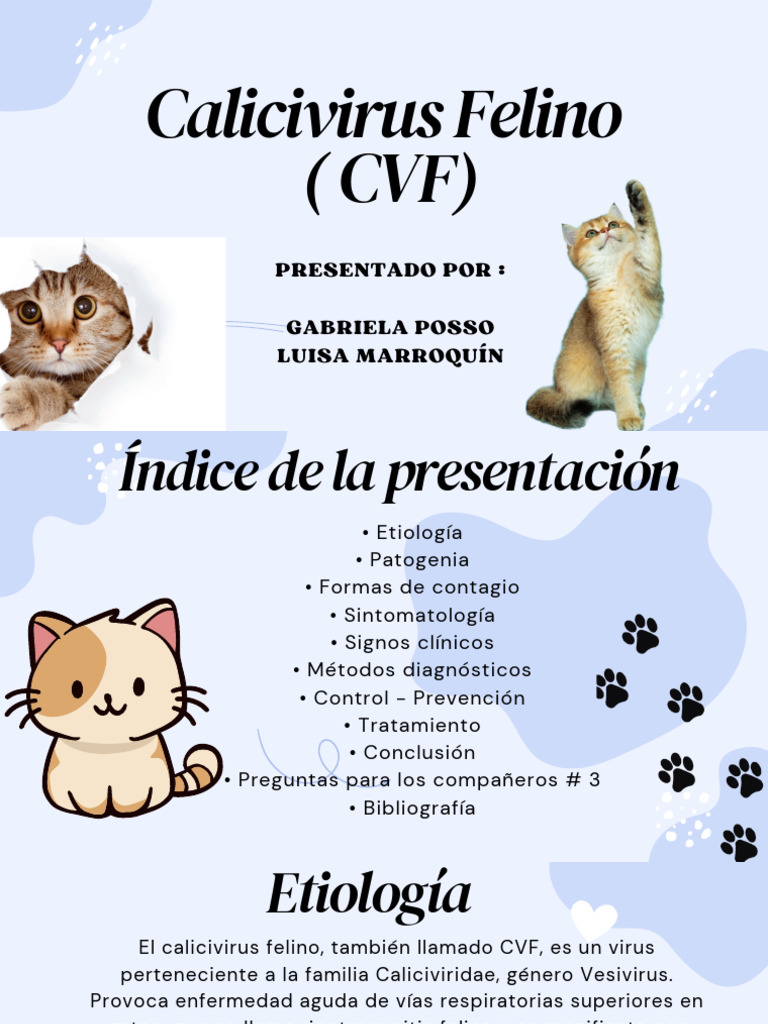 Presentación Calicivirus Felino. | PDF | Virus | Infección