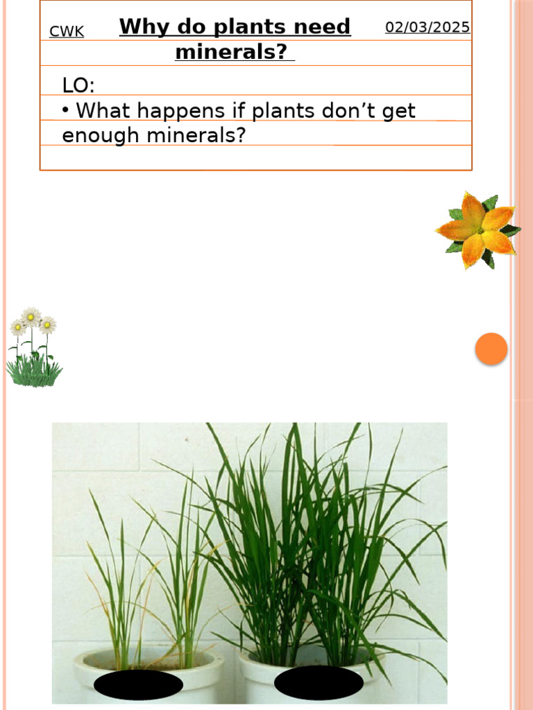 Minerals & Revision | PDF