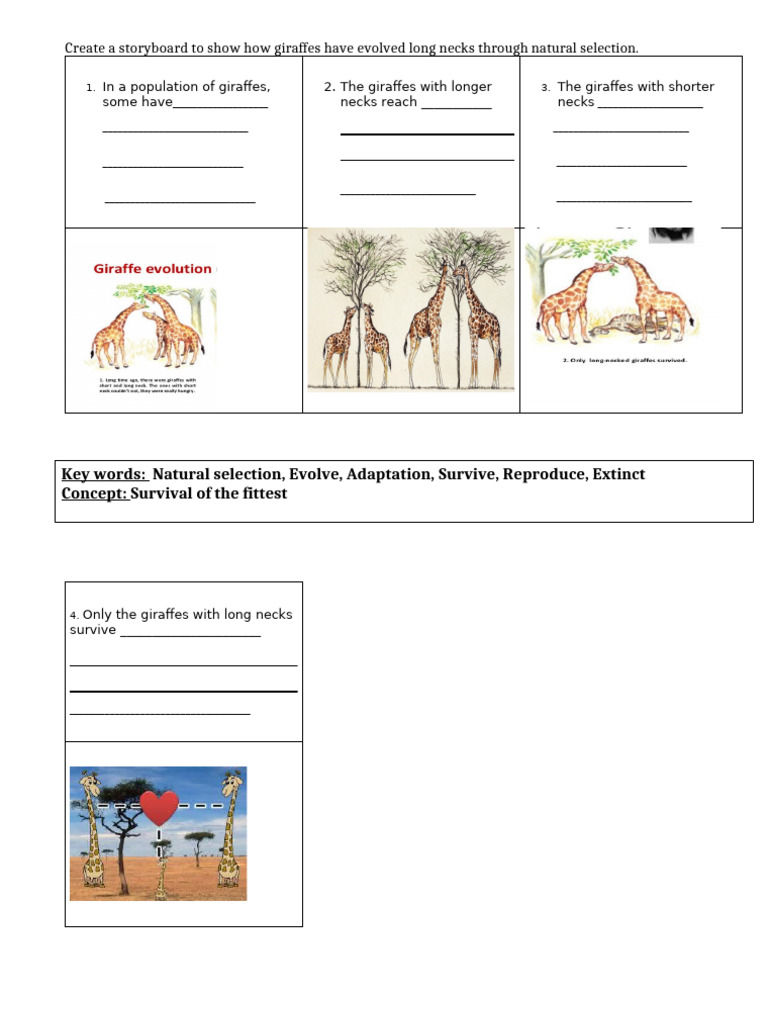 Giraffe Evolution via Natural Selection | PDF