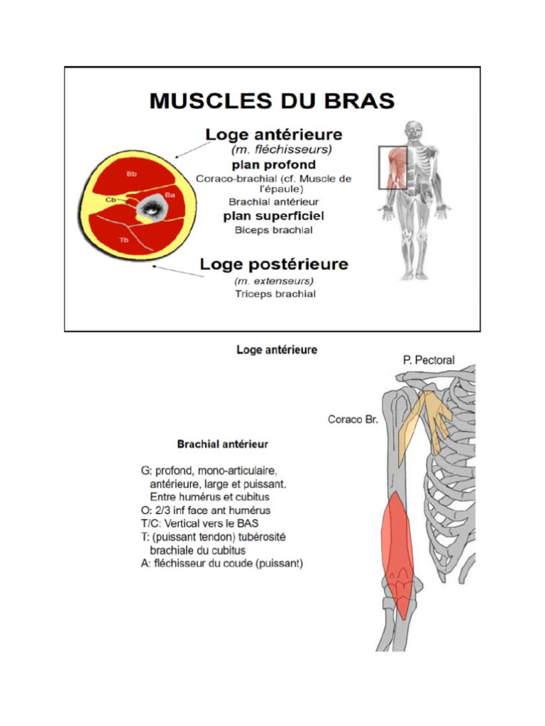 cours de muscle du bras | PDF