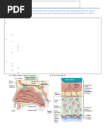 Fisiología Del Olfato | PDF | Sistema nervioso | Sistema límbico