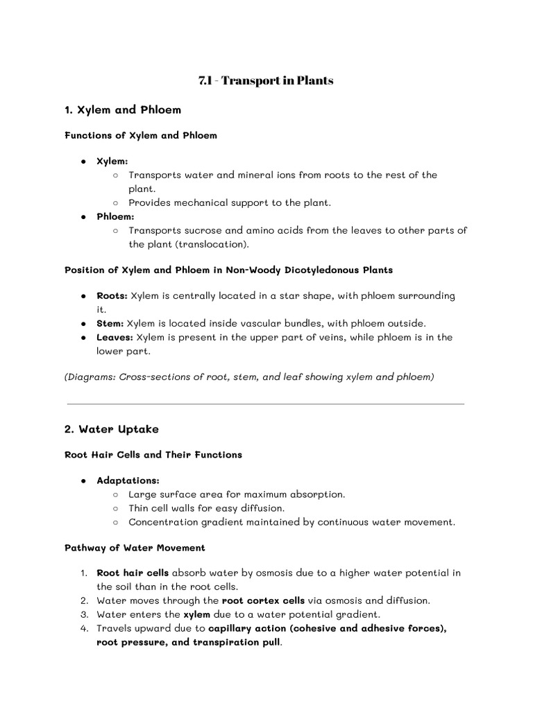 Plant Transport Systems Explained | PDF | Heart | Heart Valve