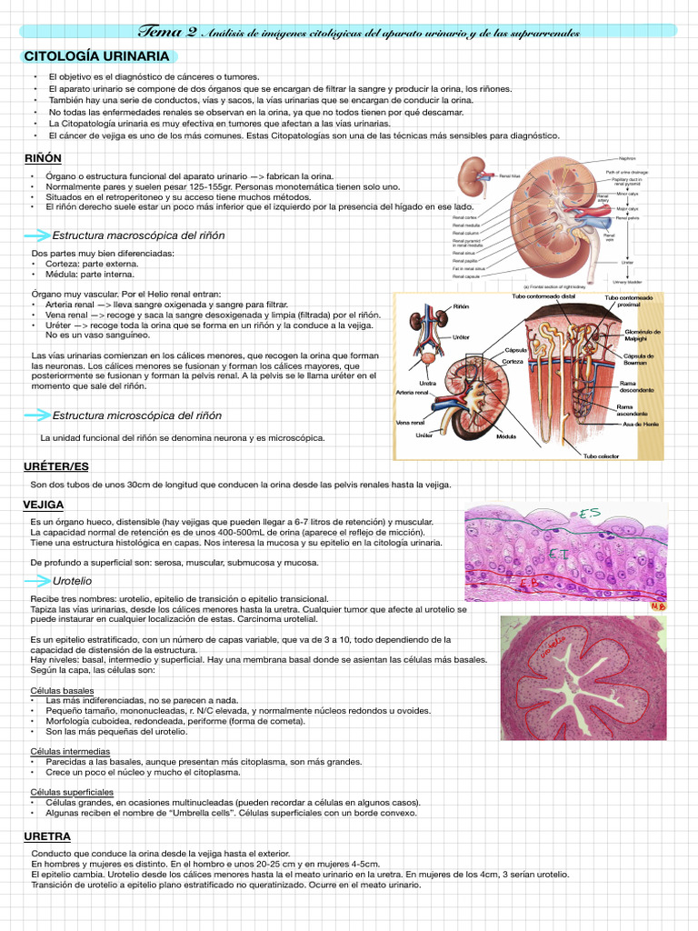 Resumen T2. | PDF | Riñón | Sistema urinario