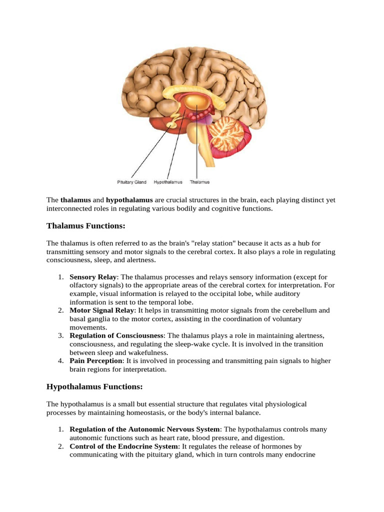 Brain Functions: Thalamus vs. Hypothalamus | PDF | Hypothalamus | Thalamus
