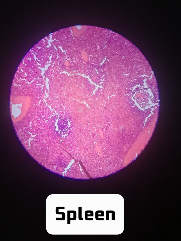 Histo Practical 4 | PDF