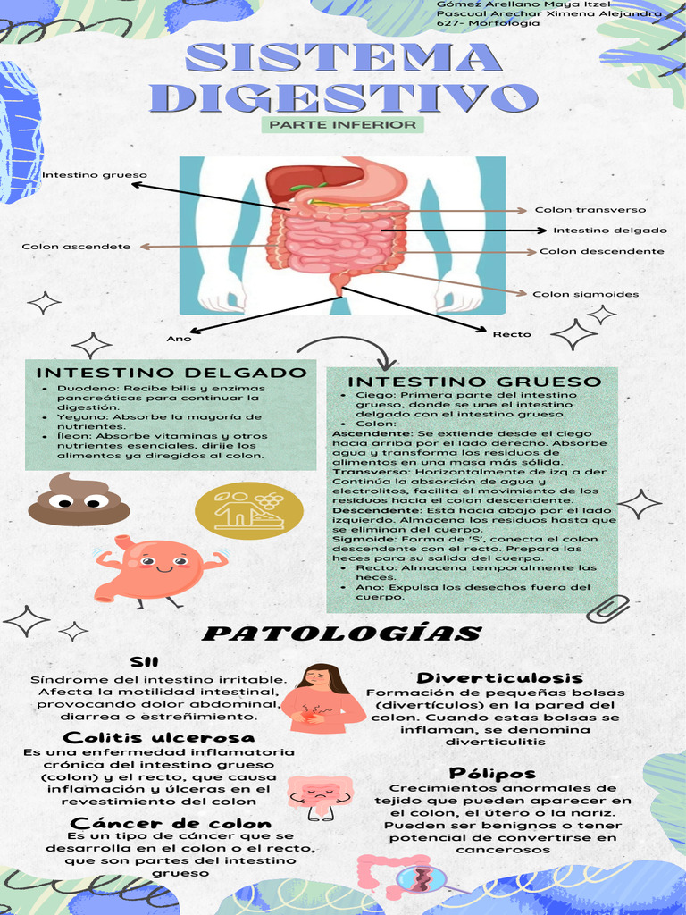 Sitema Digestivo Inferior 20250225 210529 0000 | PDF | Intestino grueso ...