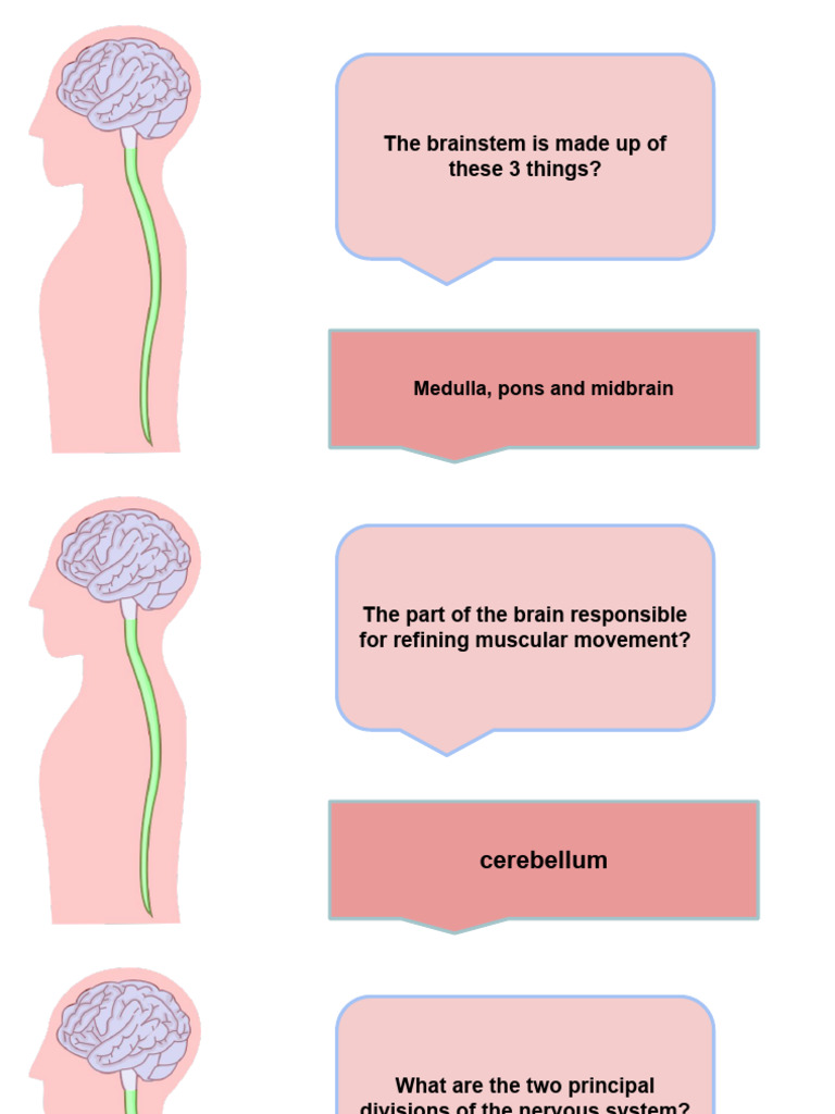 Nervous System Assignment #1 | PDF