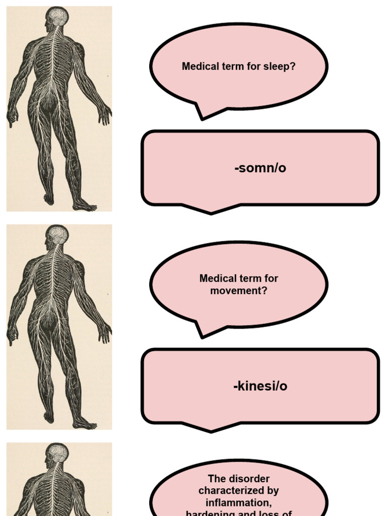 Nervous System Assignment #2 | PDF