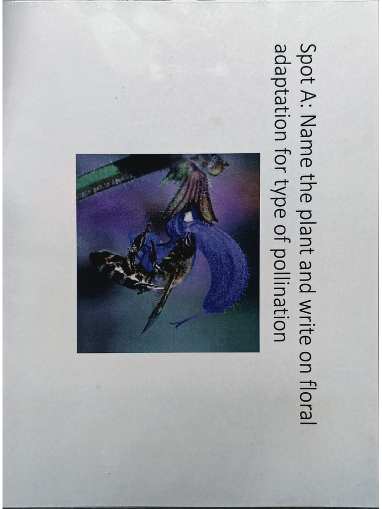 Practical 2025 | PDF