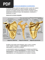 Partes Del Humero | PDF | Hombro | Sistema musculoesquelético