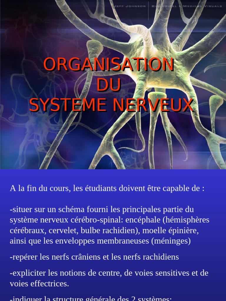 Schéma du Système Nerveux et Méninges | PDF | Système nerveux autonome ...