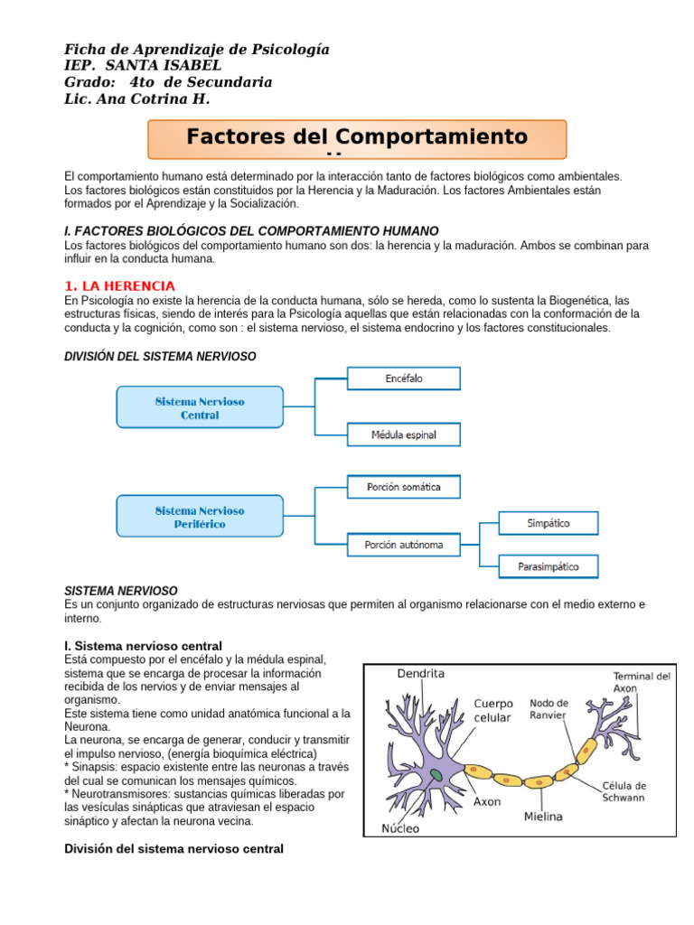 Factores Biológicos del Comportamiento Humano | PDF | Hemisferio ...
