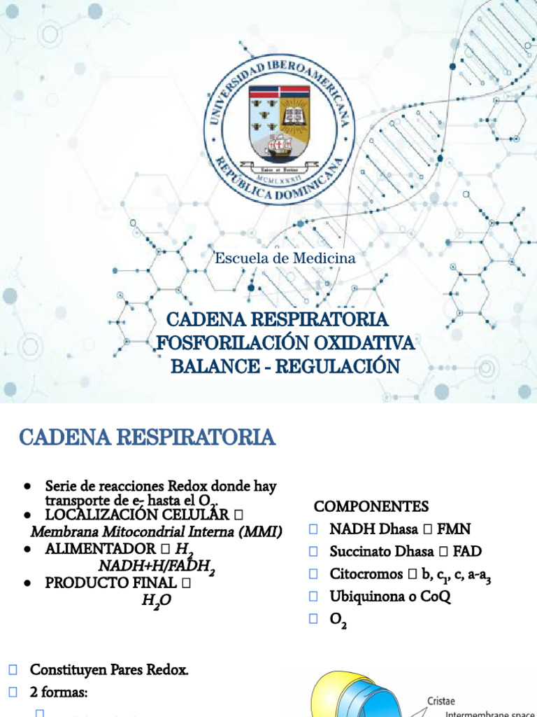 Cadena Respiratoria y Miopatías Mitocondriales | PDF | Trifosfato de adenosina | Especies de ...