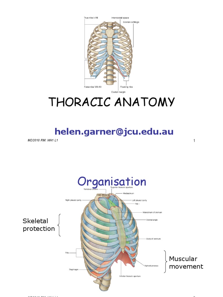 Thoracic Anatomy Colour | PDF | Sports & Recreation | History