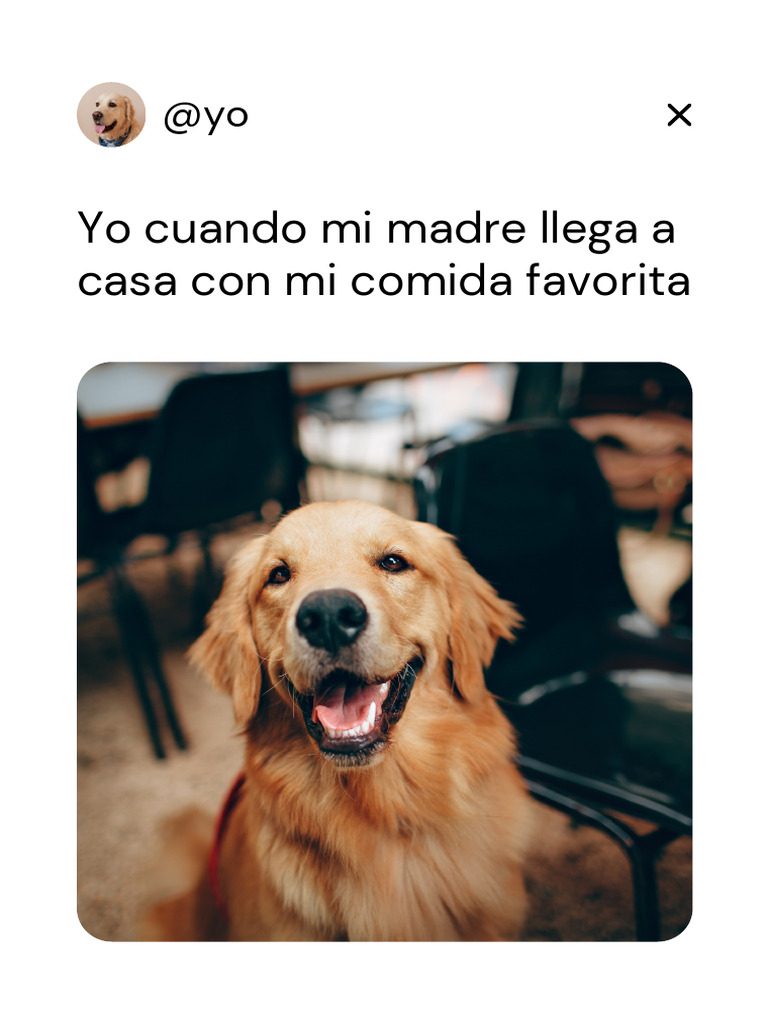 Meme de Un Perro | PDF