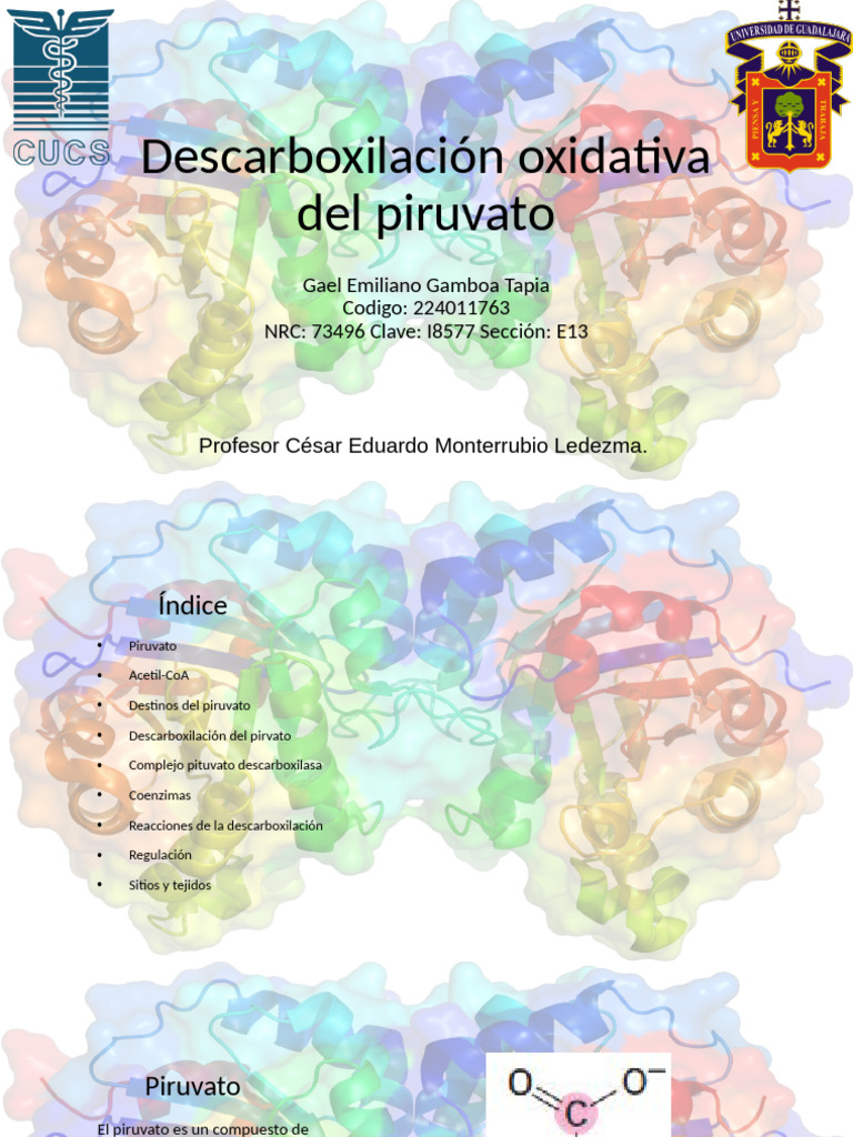 24A - 5-7 Gamboa DESCARBOXILACION OXIDATIVA DEL PIRUVATO | PDF | Ácido láctico | Fermentación