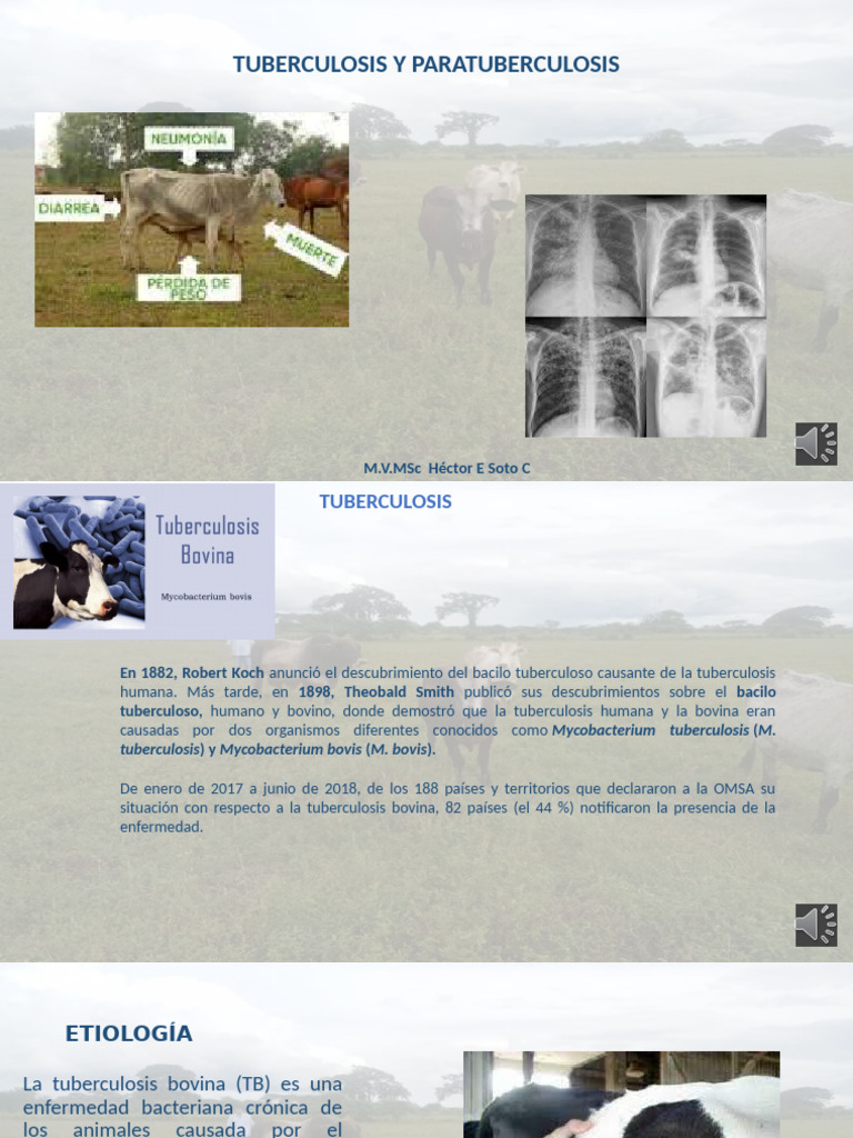 Tuberculoss y Paratuberculosis Con Audio | PDF | Tuberculosis | Sistema ...