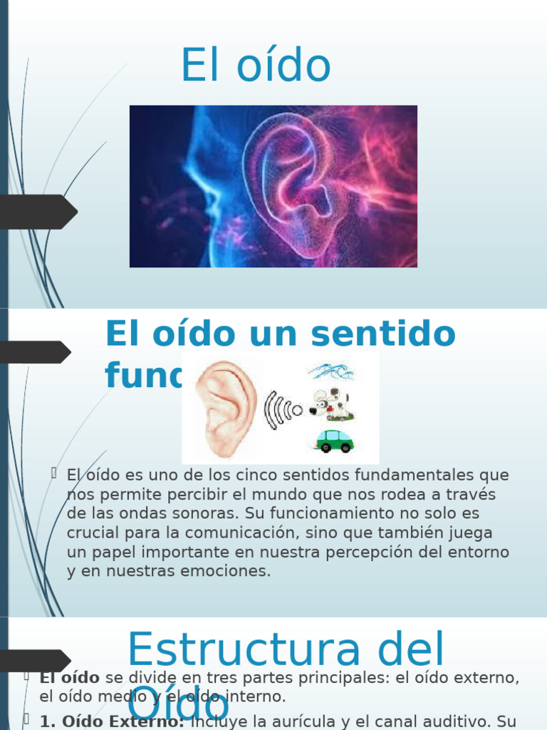 Estructura y función del oído humano | PDF