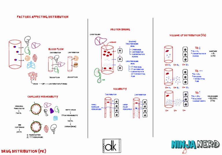 Pharmacology Basics - 002) Pharmacokinetics - Drug Distribution (Illustrations - Key) | PDF