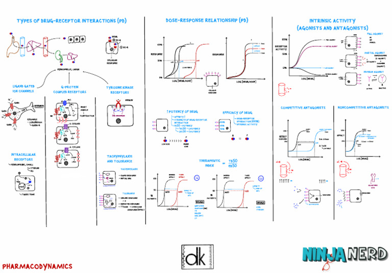 Pharmacology Basics - 007) Pharmacodynamics (Illustrations - Key) | PDF