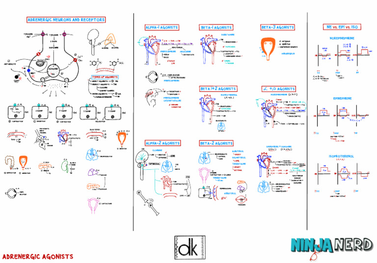 Pharmacology Basics 010 Autonomic Pharmacology Adrenergic Agonists