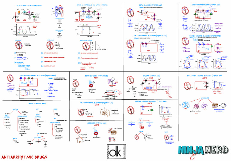 Pharmacology Basics - 017) Antiarrhythmic Drugs (Illustrations - Key) | PDF