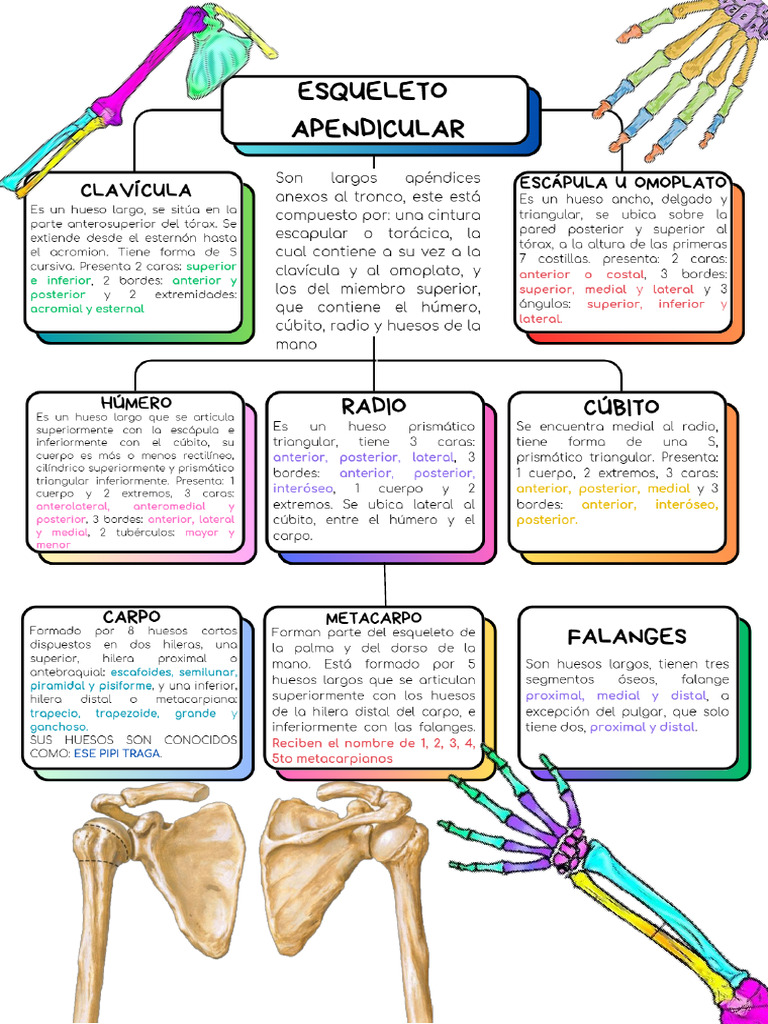 Esqueleto Apendicular | PDF