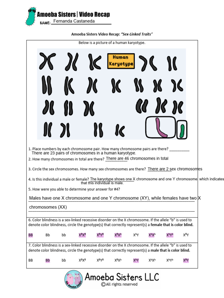 Amoeba Sisters: Sex-Linked Traits Recap | PDF | Genotype | Dominance ...