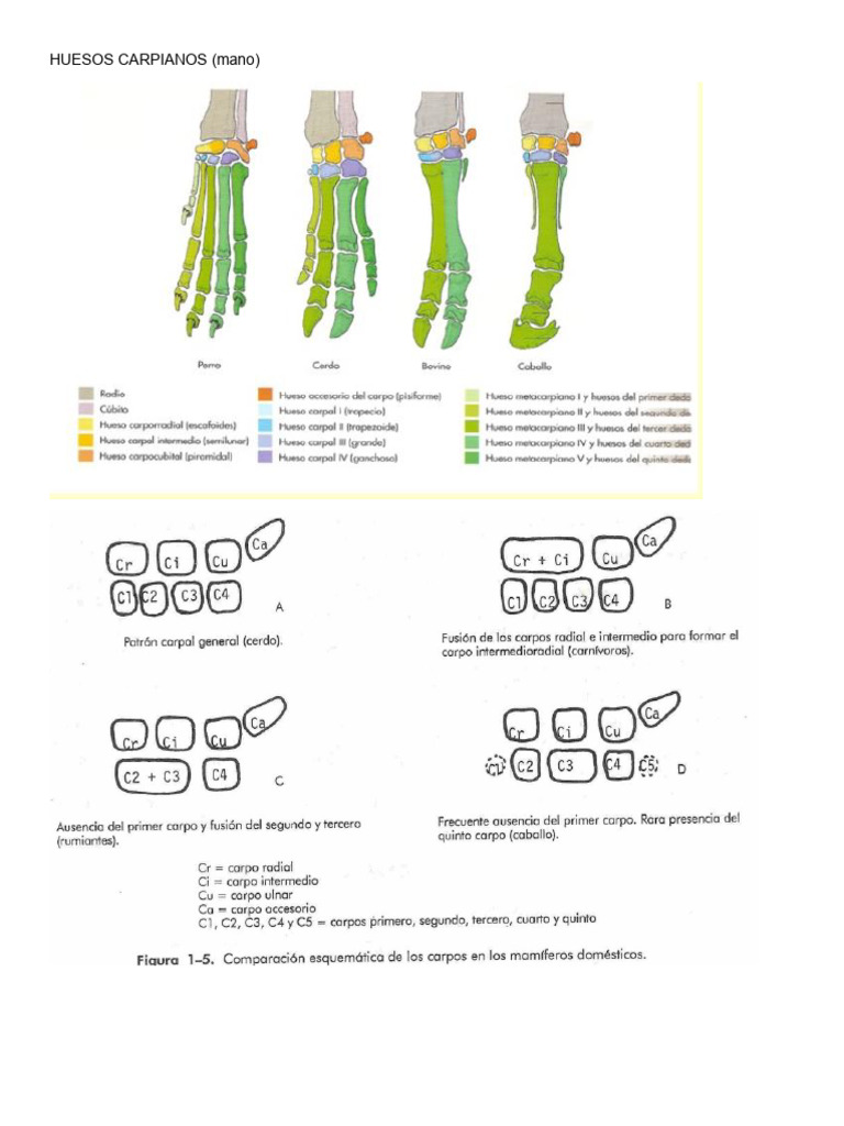 Huesos Carpianos y Tarcianos | PDF