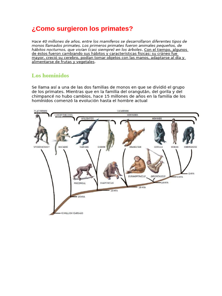 Anexo 1 Primates | PDF