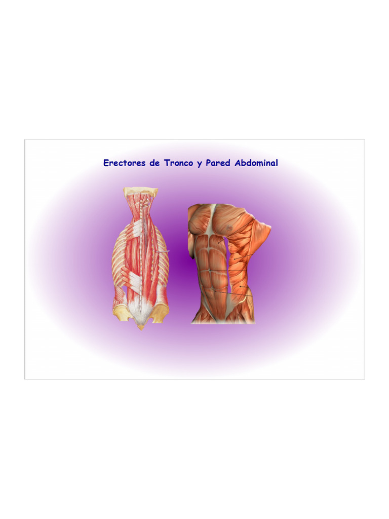 NUEVO Erectores de Tronco y Pared Abdominal | PDF