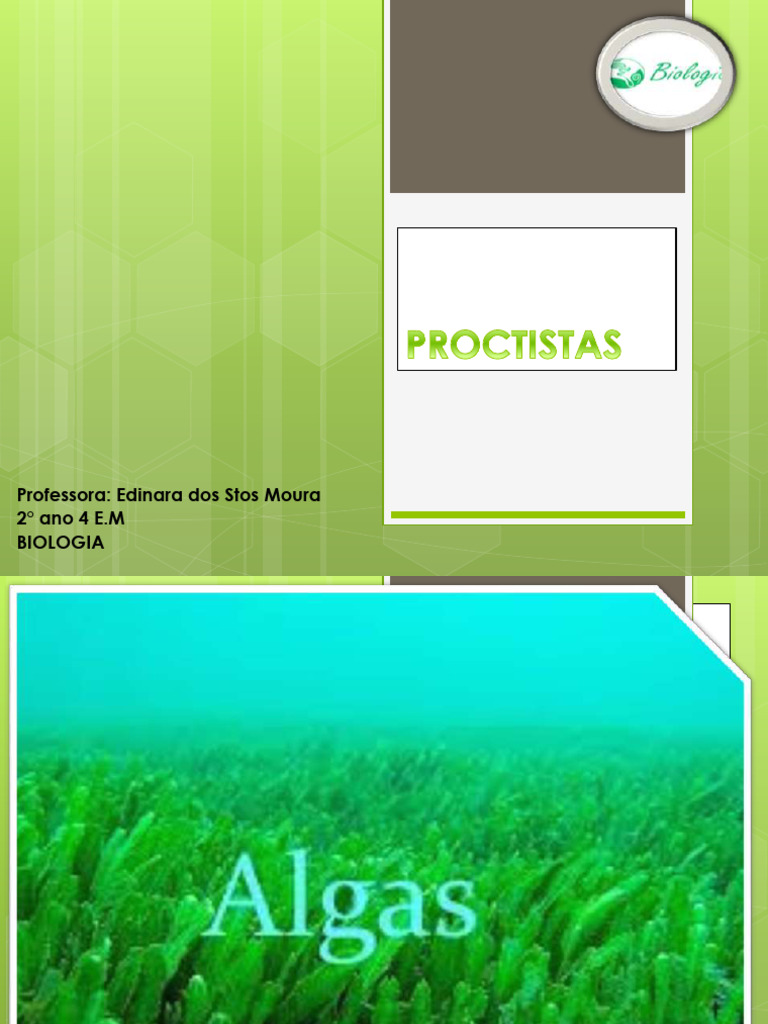 PROCTISTAS SLIDES ALGAS | PDF