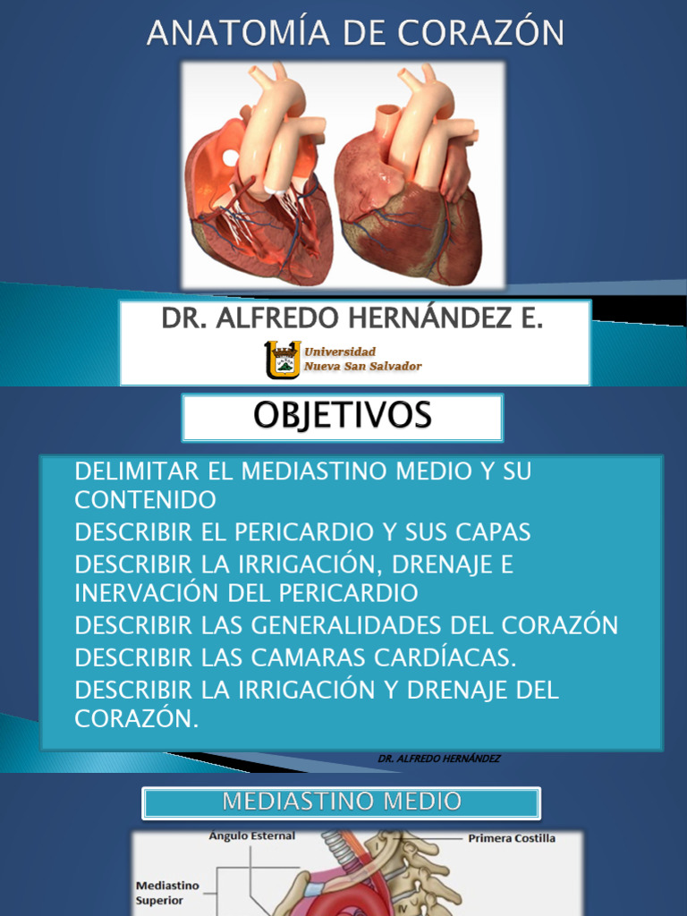 Anatomía y Función del Corazón y Pericardio | PDF | Corazón | Sistema ...