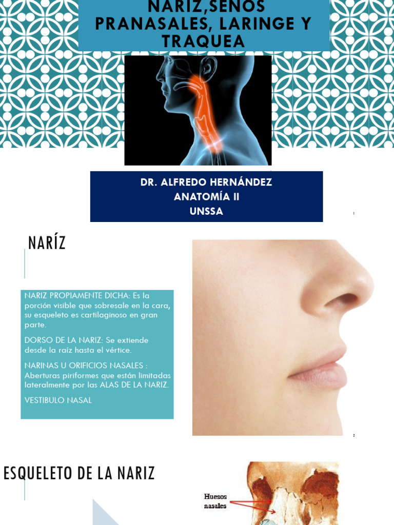 Cavidad Nasal y Senos Paranasales 23 | PDF | Laringe | Nariz humana