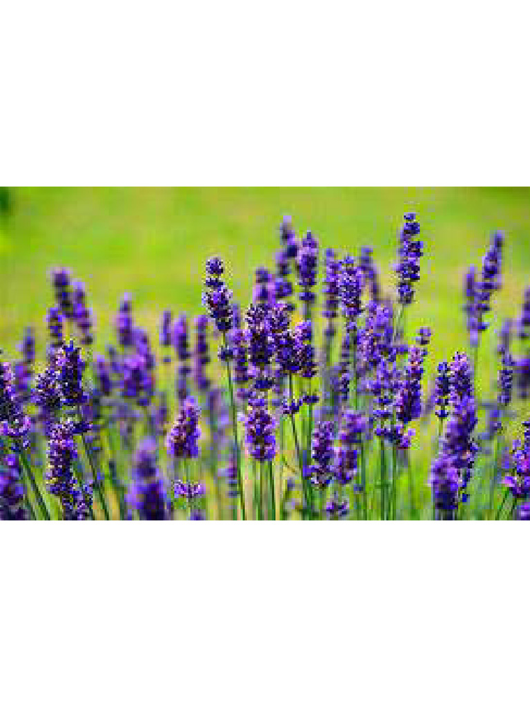 Lavanda | PDF