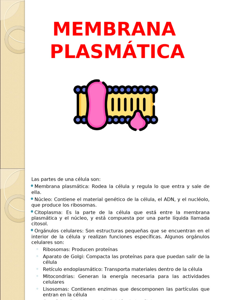 Funciones y Estructura de la Membrana Plasmática | PDF | Membrana ...