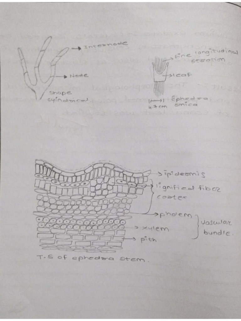Cognosy Exp 10 | PDF