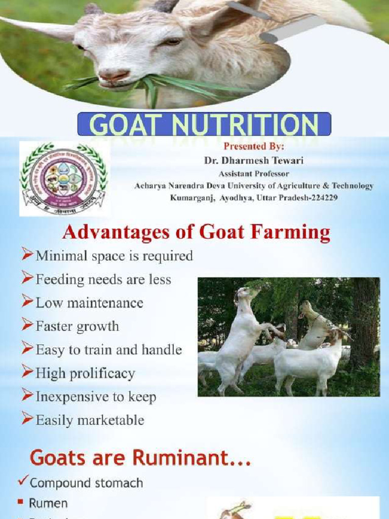 Goat Nutrition - 240907 - 215704 | PDF